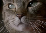 Cat and Budgie - Freeview TV advert - DVDfever.co.uk